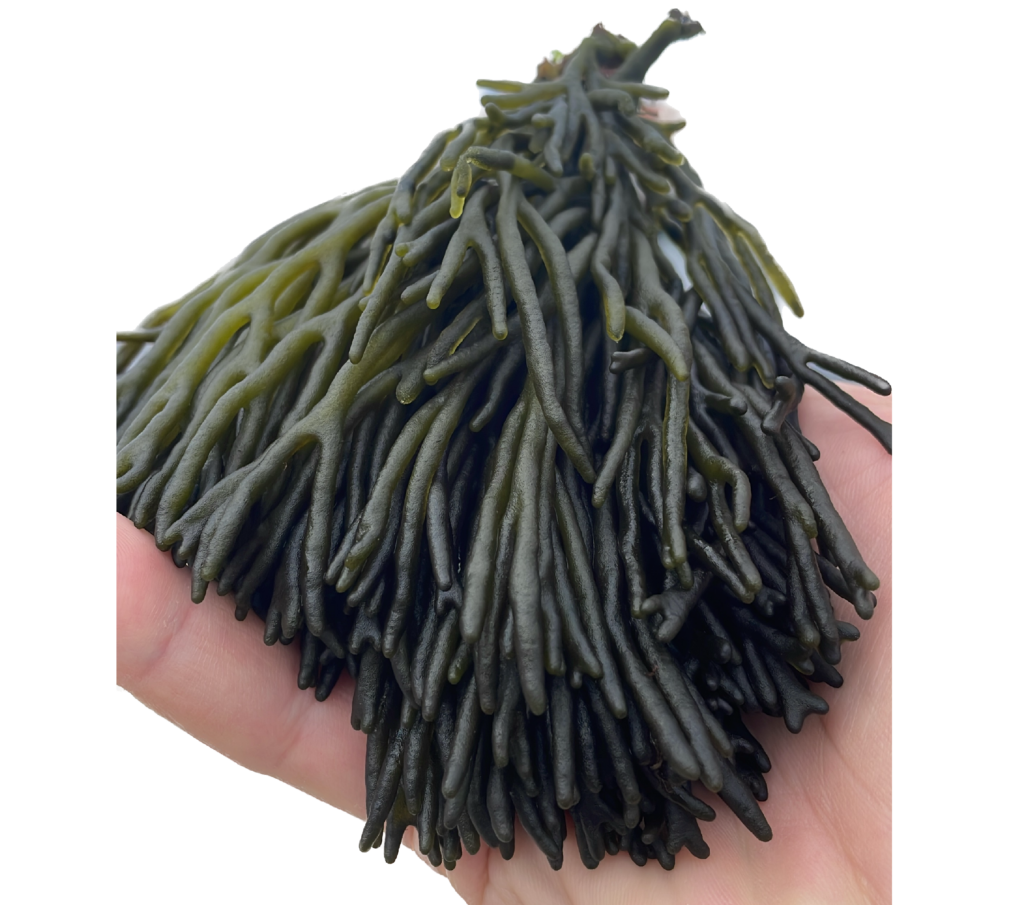 Codium Fresco - 400g | Capitán Alga